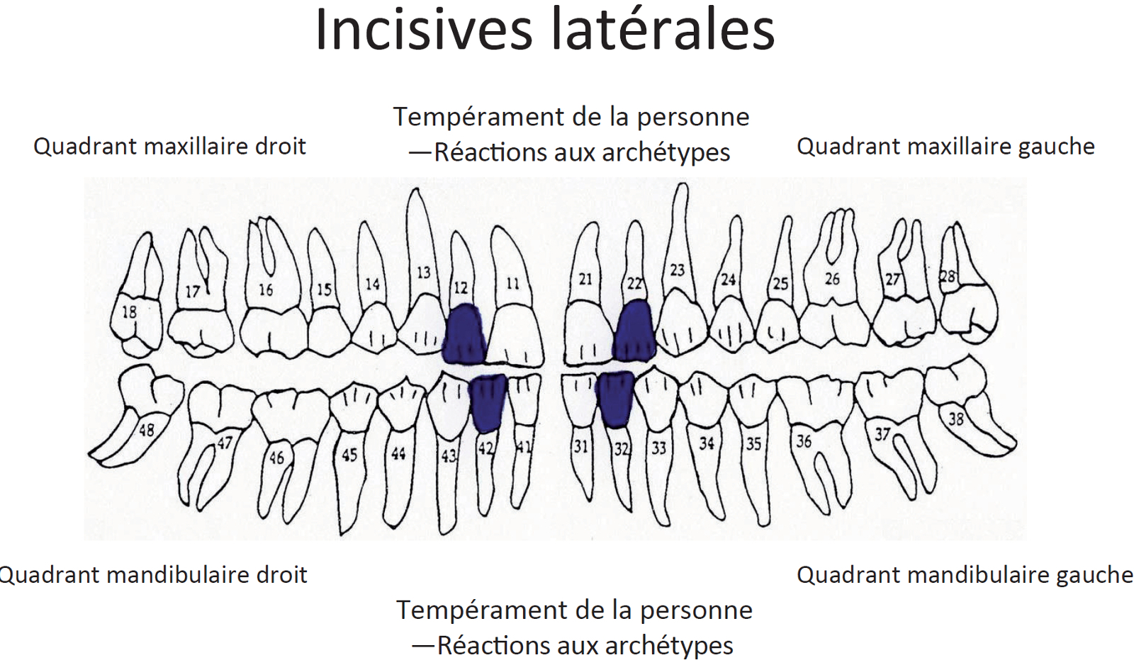 Ce que nos dents disent de nous — Partie I